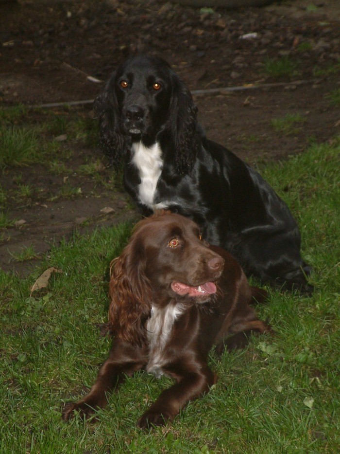 Working Cocker – The Cocker Spaniel Club Of Scotland