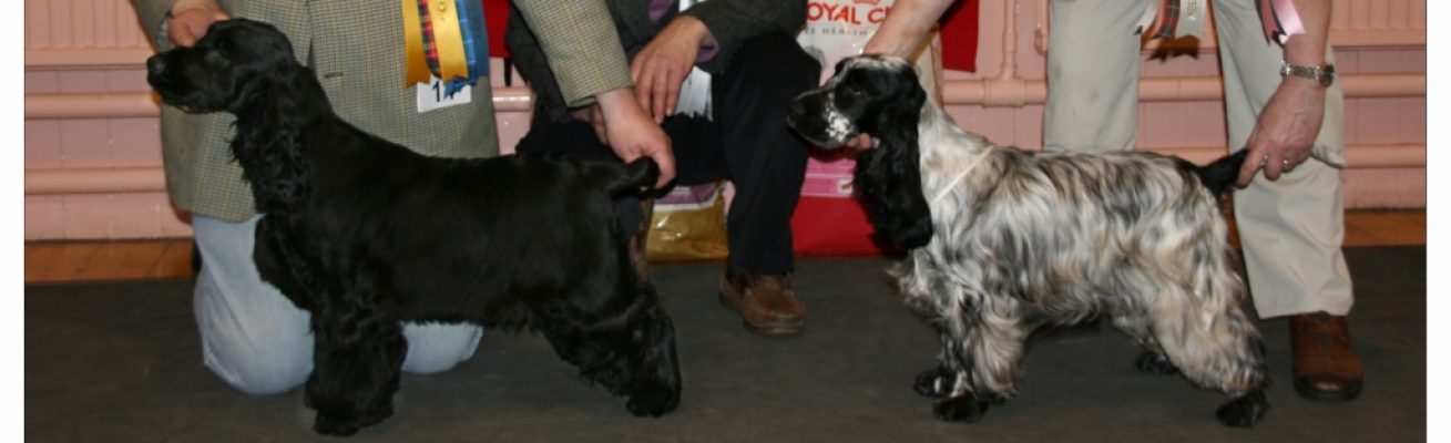 The Cocker Spaniel Club Of Scotland – Established 1933