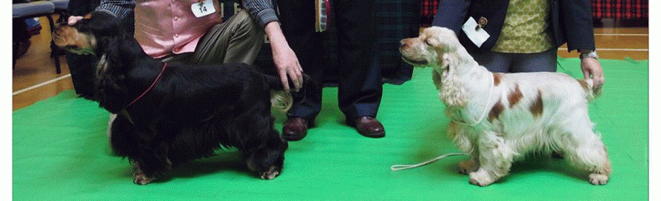 The Cocker Spaniel Club Of Scotland – Established 1933