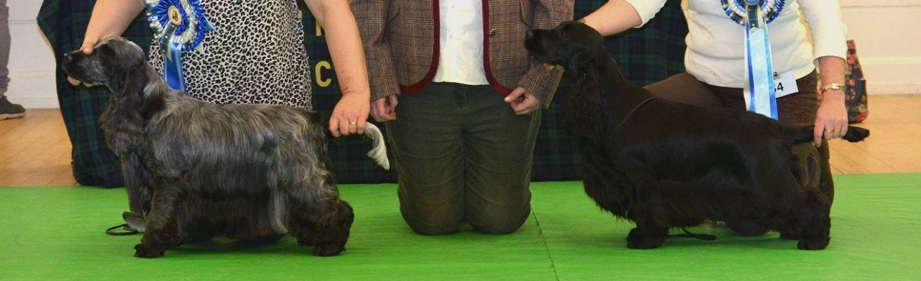 The Cocker Spaniel Club Of Scotland – Established 1933